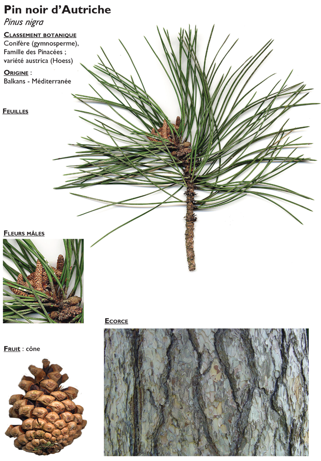 Le pin noir d’Autriche