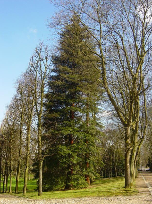 Le séquoia toujours vert